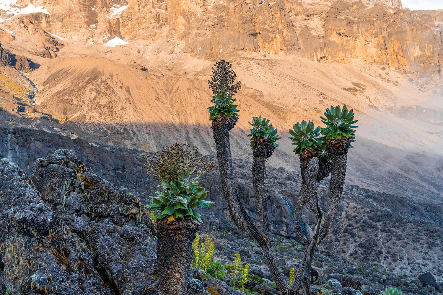Lemosho route 6 days | imenya adventure